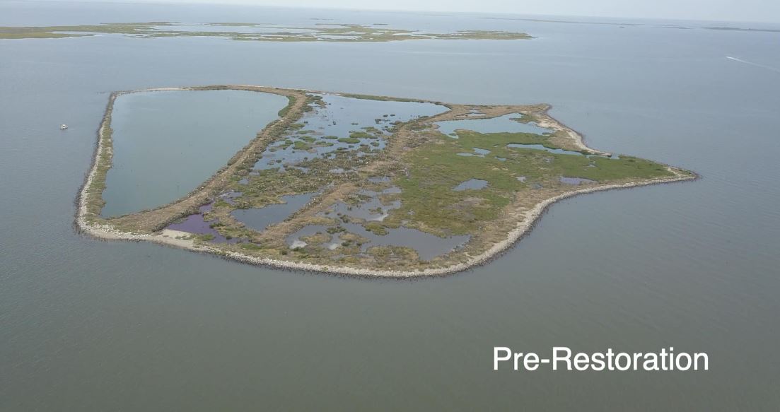 Transforming Queen Bess Island into flourishing bird haven - Dredging Today